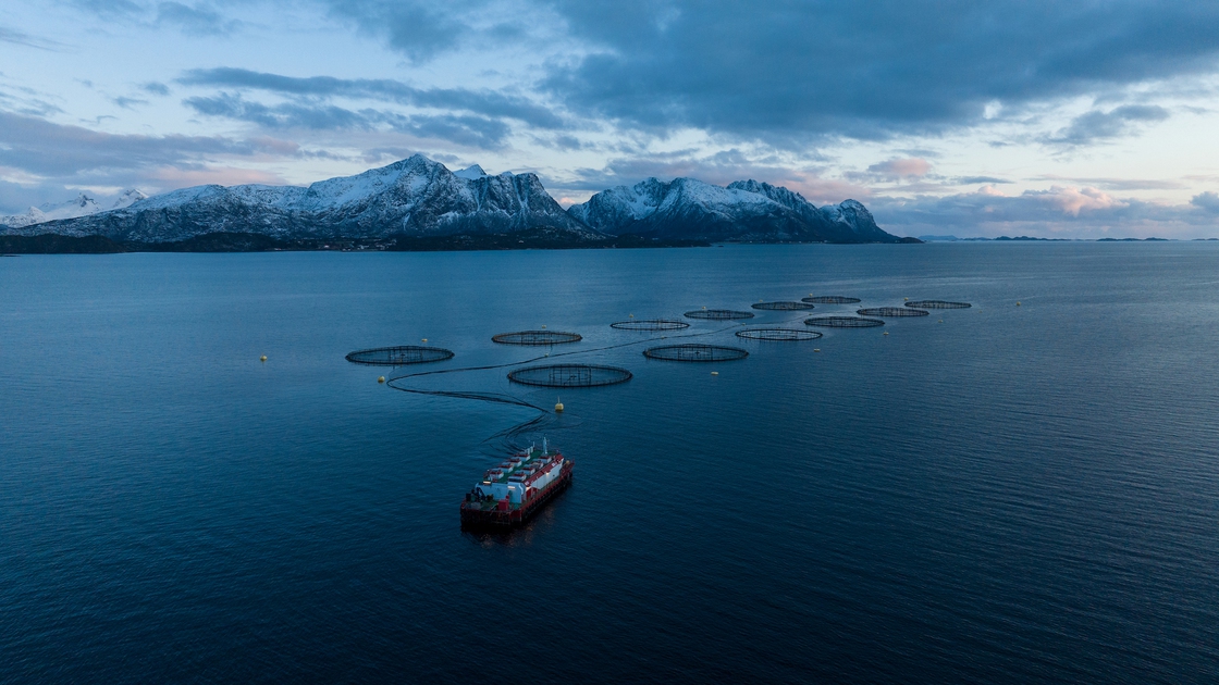 Come viene allevato il salmone norvegese - LifeGate