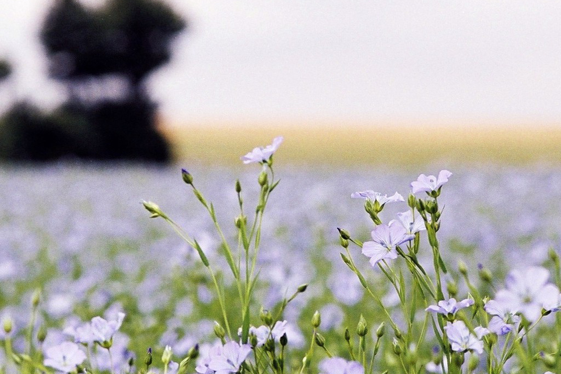 Il lino è una fibra naturalmente sostenibile, lo dimostra uno studio
