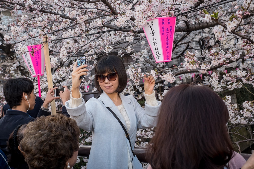 What is hanami, when Japan celebrates cherry trees blossoming