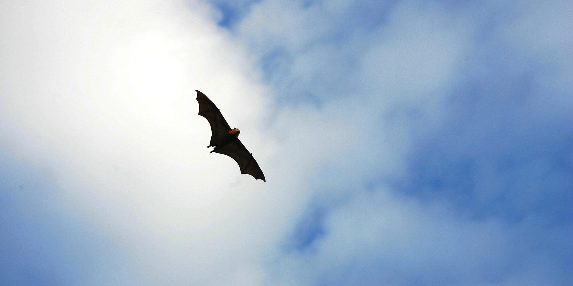 Impariamo a conoscere i pipistrelli, fondamentali per la salute dell ...
