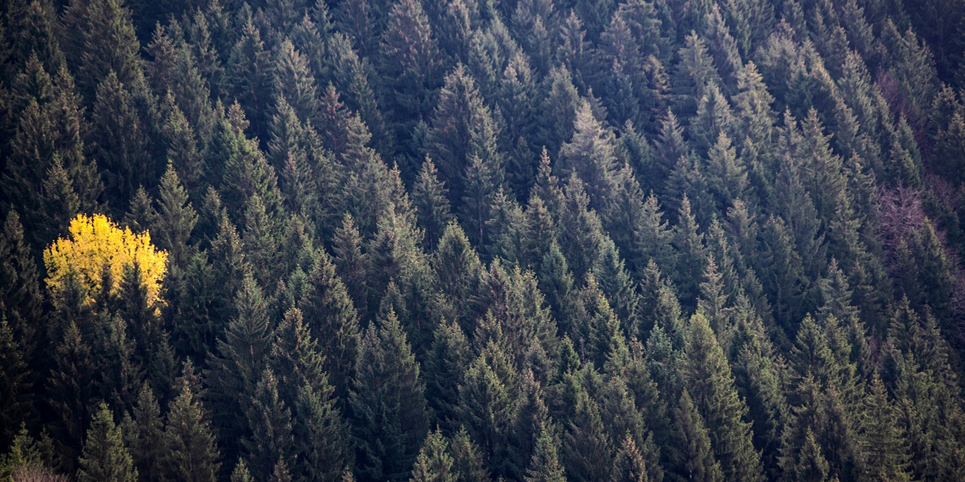 Come stanno le foreste italiane, al via il congresso nazionale Sisef ...