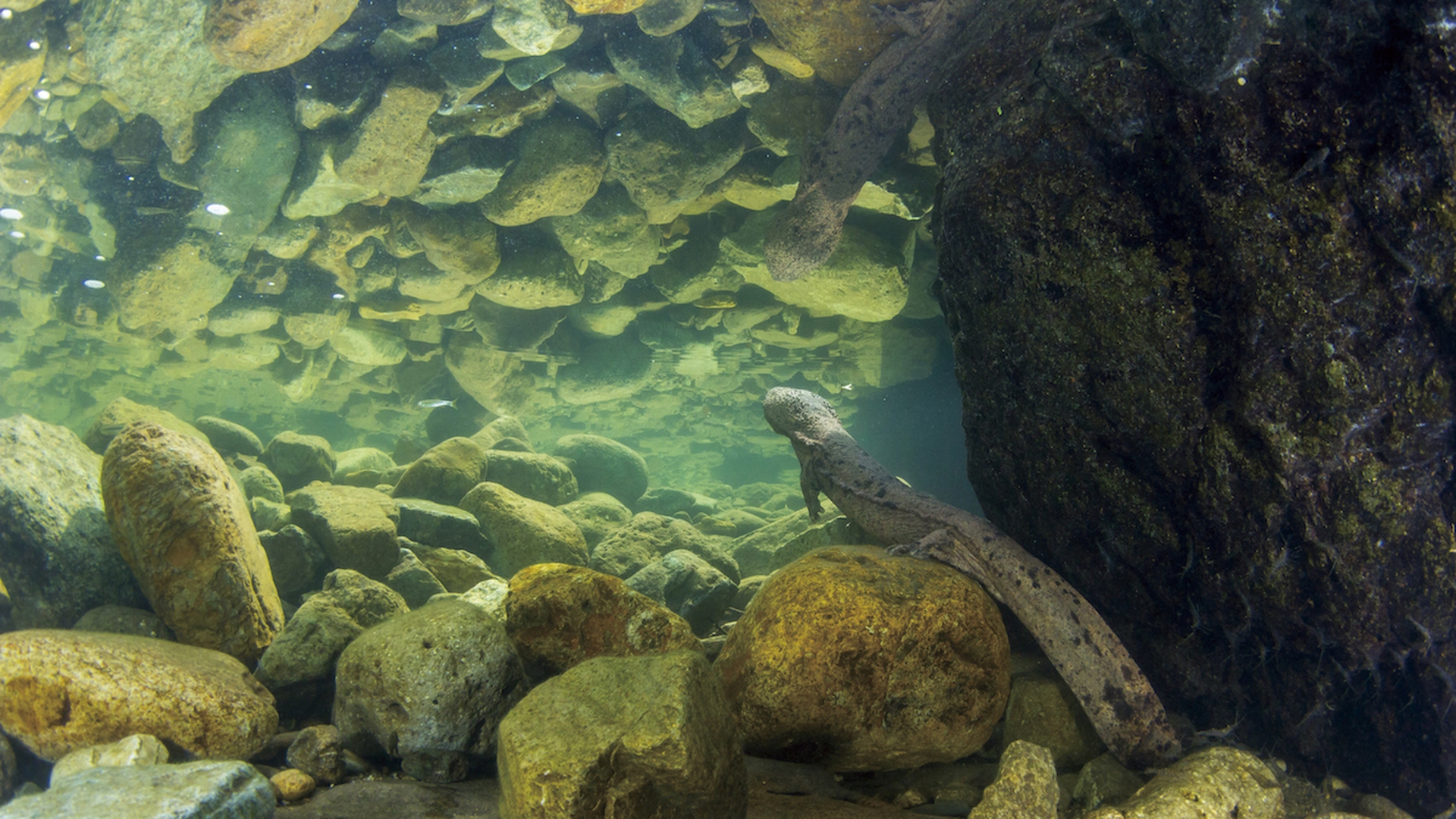 Saving the Japanese giant salamander from concrete - LifeGate