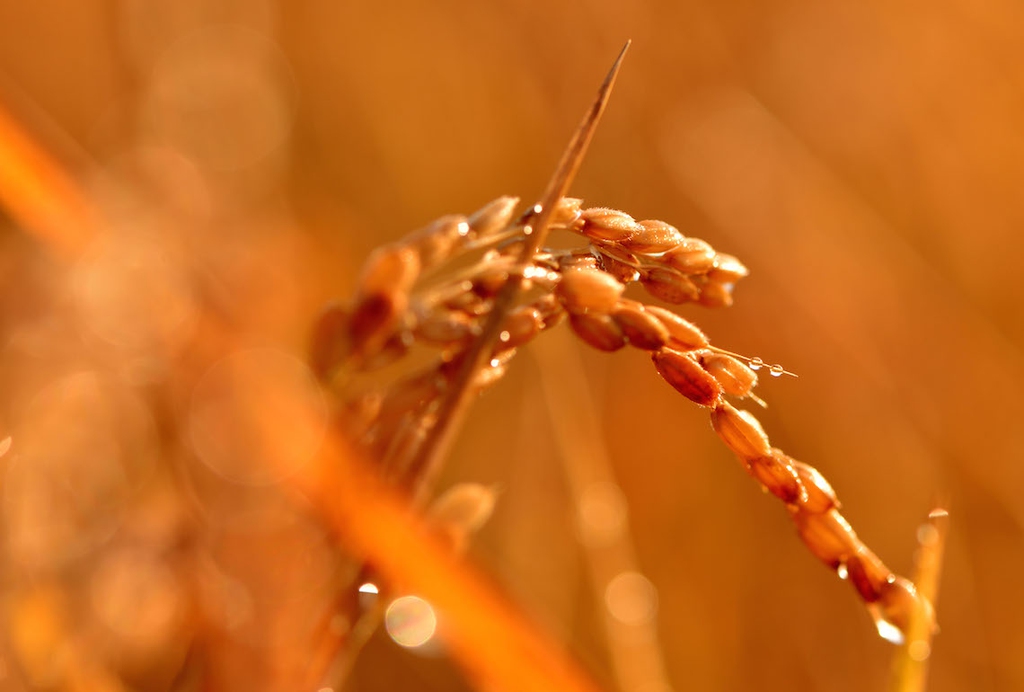Ancient grains. Heirloom wheat in the USA is making its comeback