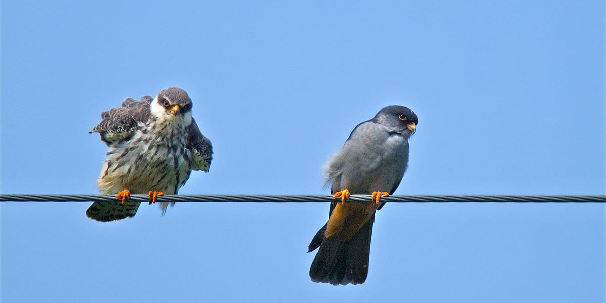 How a village in India became a global role model of biodiversity ...