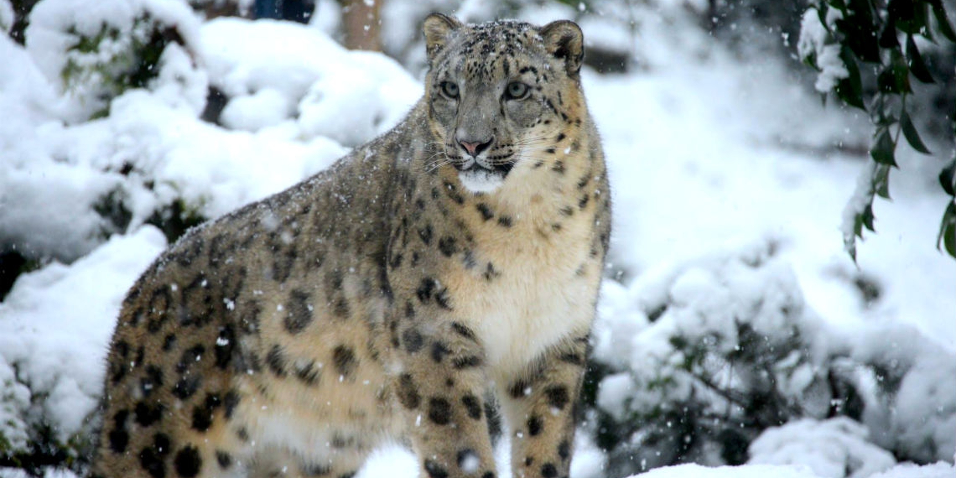 Spedizione italiana alla ricerca del leopardo delle nevi - LifeGate
