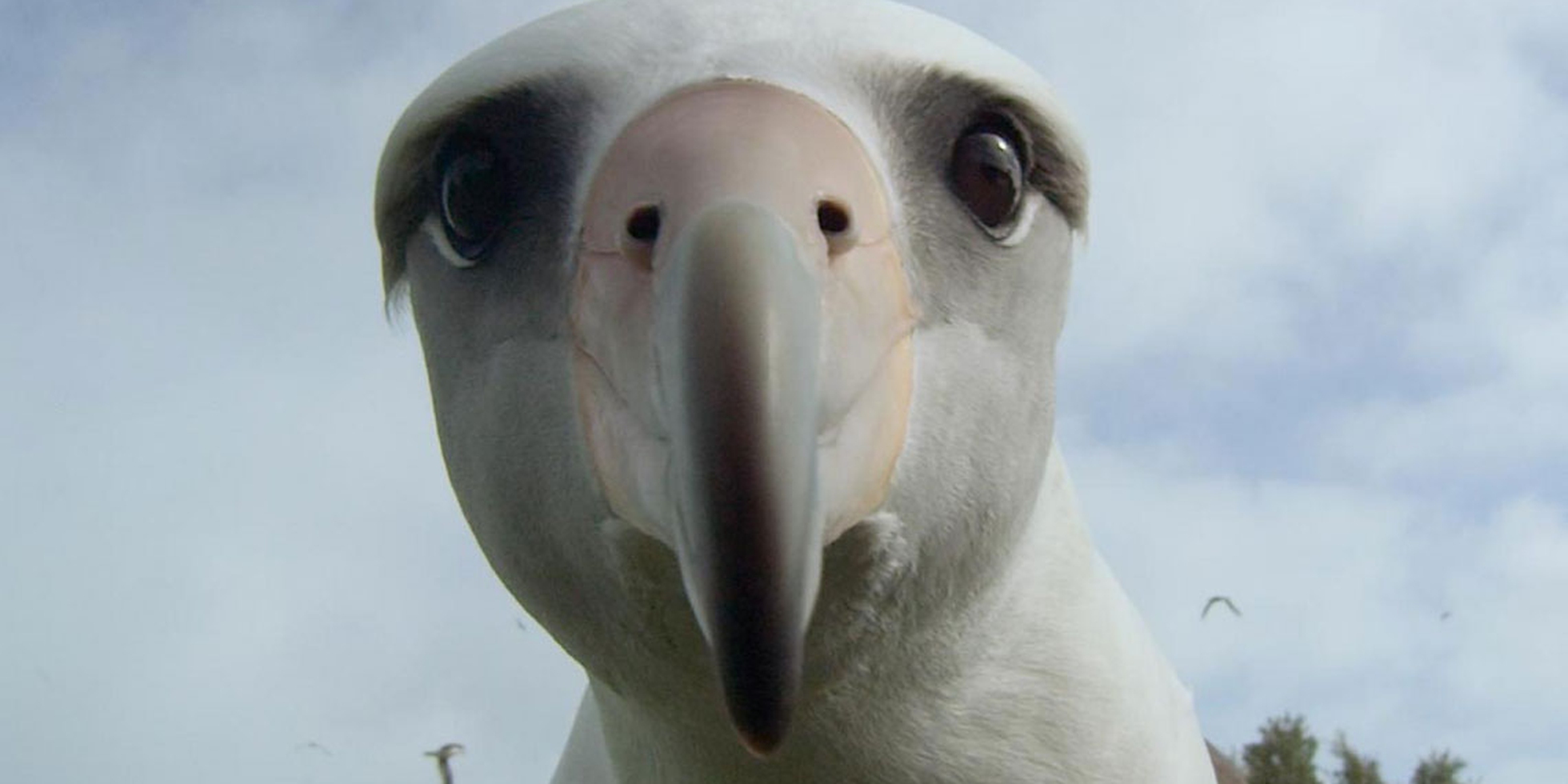 Nel documentario Albatross è riflesso il nostro amore di plastica per ...