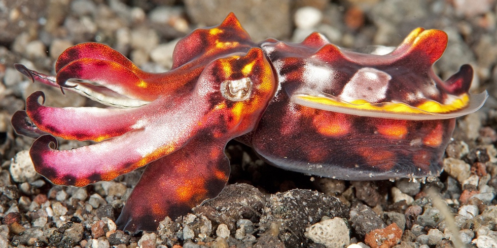 The beauty of cephalopods. Why we must protect them - LifeGate