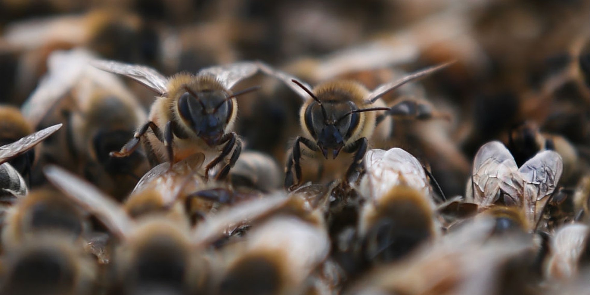 A study confirms that neonicotinoids are responsible for the decline of ...
