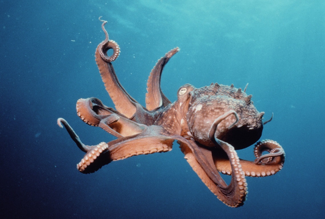 The story of Inky, the octopus who escaped the aquarium in search for ...