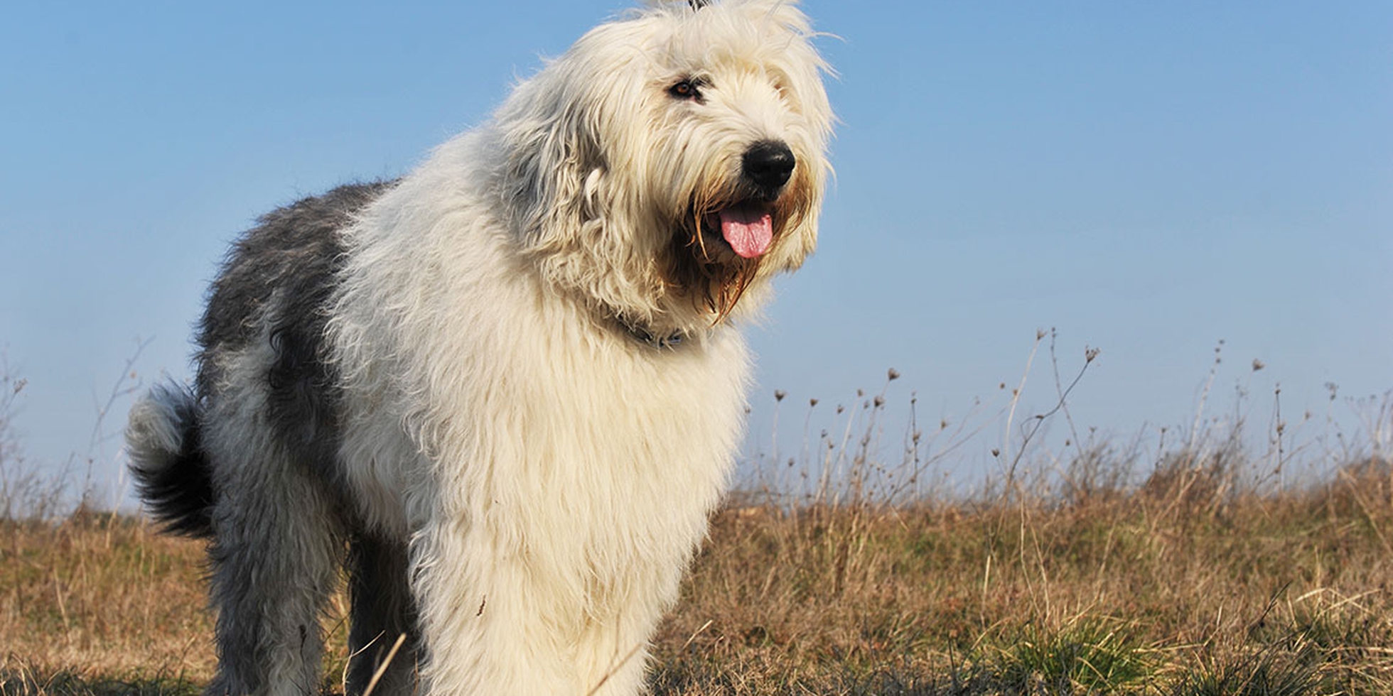 Bobtail, il cane da pastore inglese che rischia l'estinzione - LifeGate