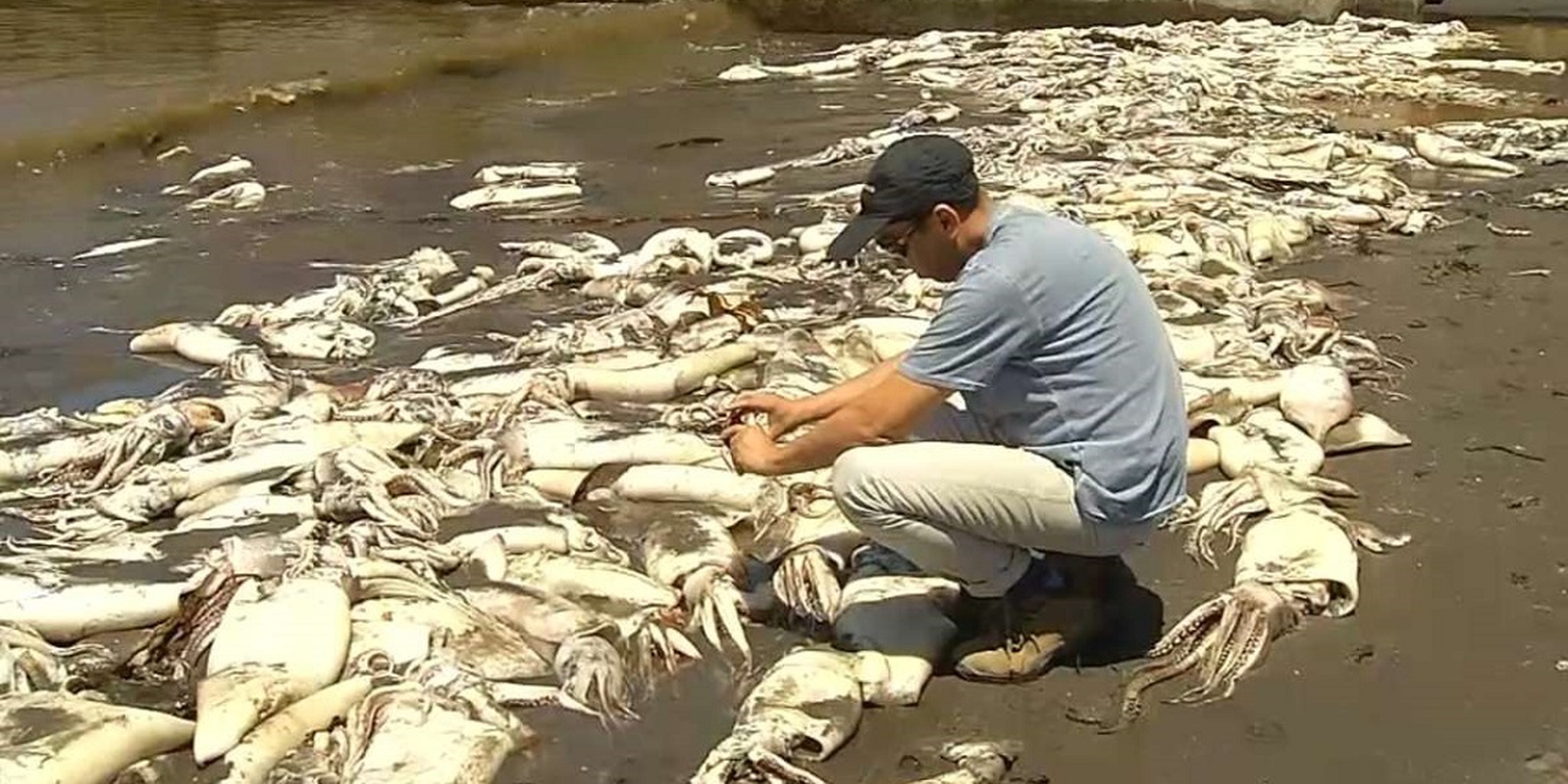 Chile, thousands of dead squid washed ashore but no one knows why ...
