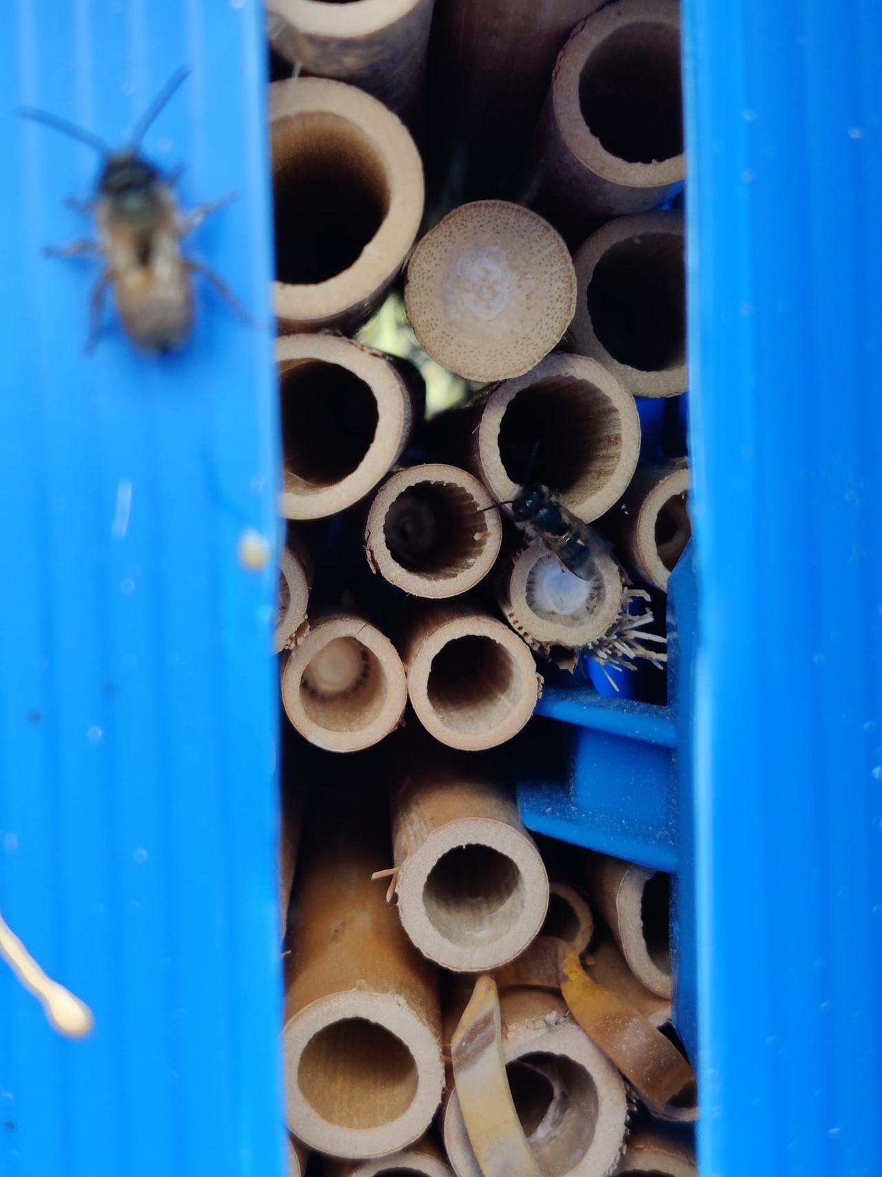Riparte Ogni ape conta, il progetto di Coop per la tutela delle api ...