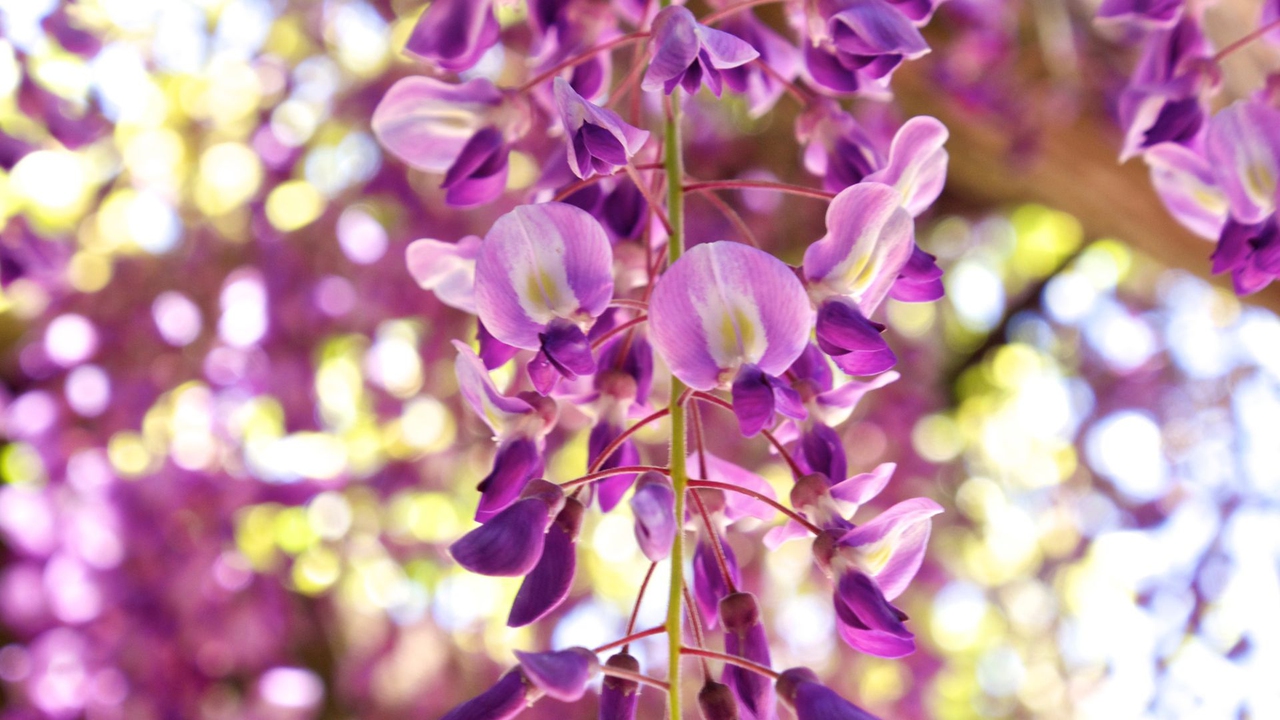 Glicine: significato, curiosità e coltivazione in vaso e in piena terra