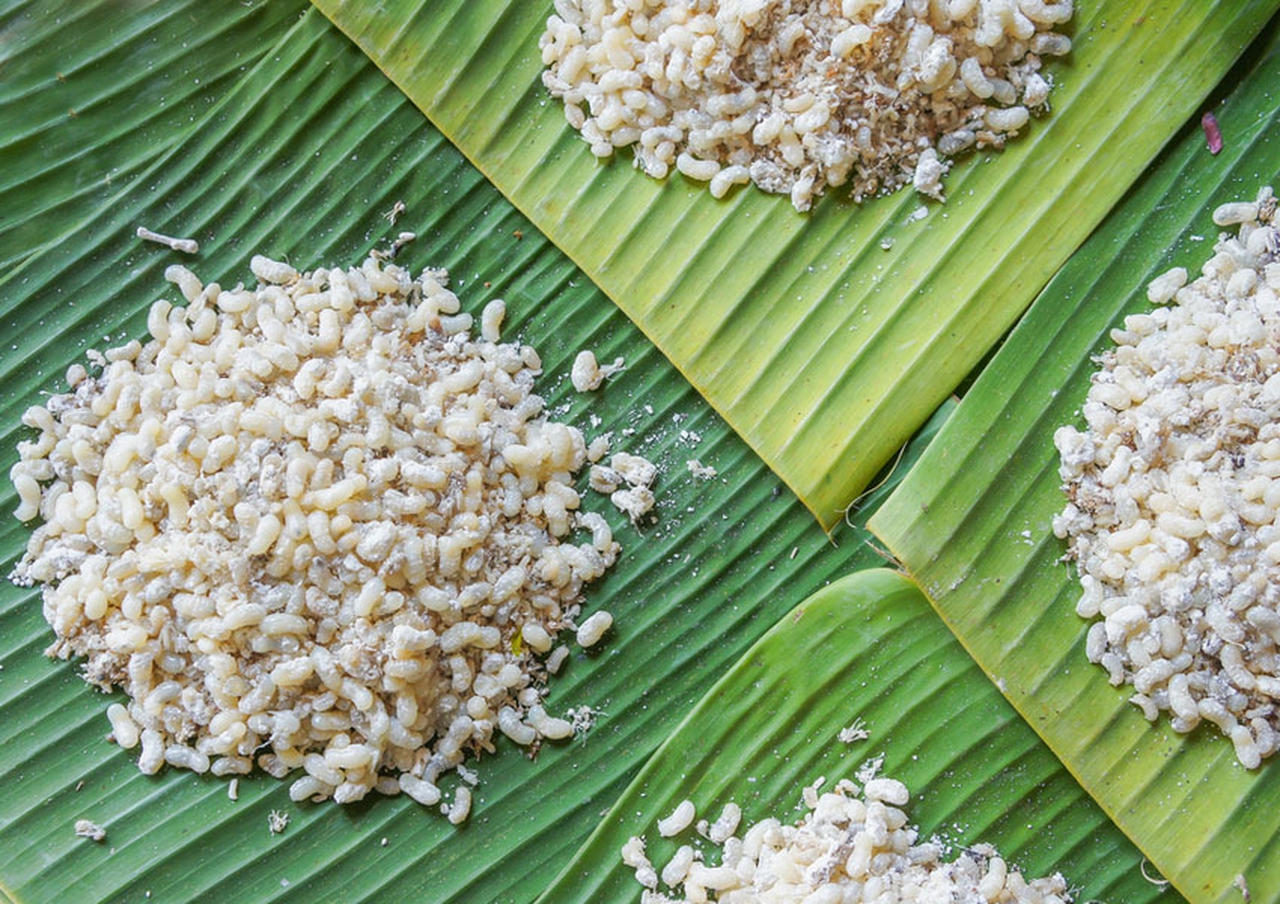 Quali sono gli insetti commestibili e chi li mangia - LifeGate