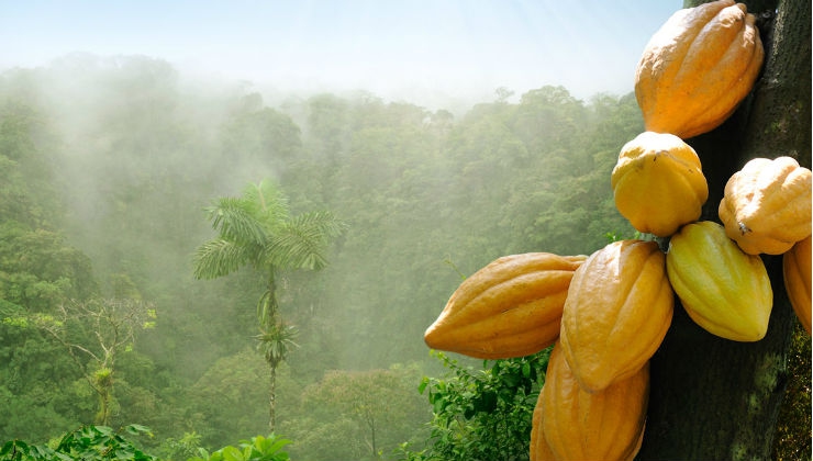 From coca to cocoa. The successful story of Peru