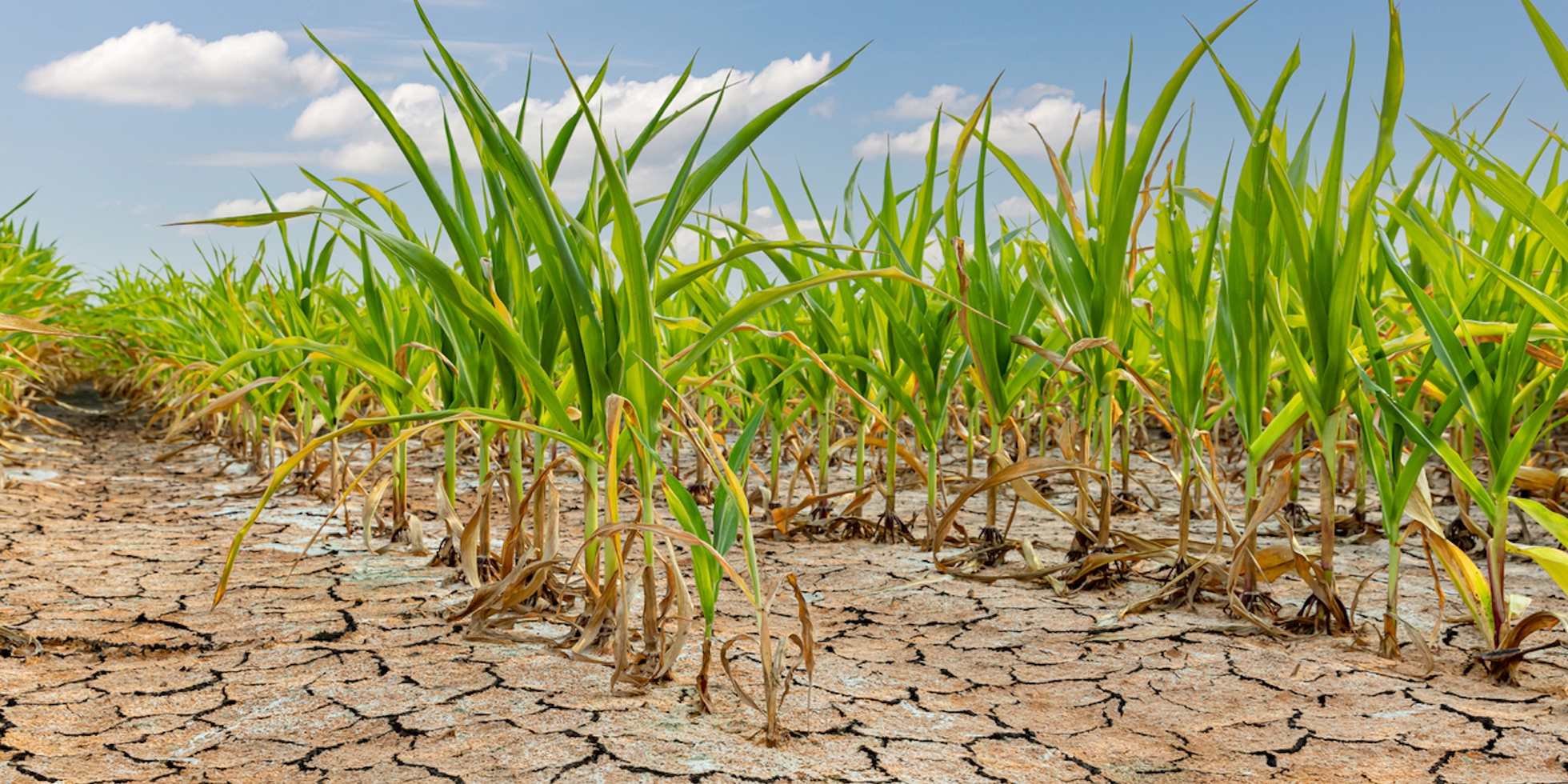 Come sta cambiando la geografia delle coltivazioni con i cambiamenti climatici