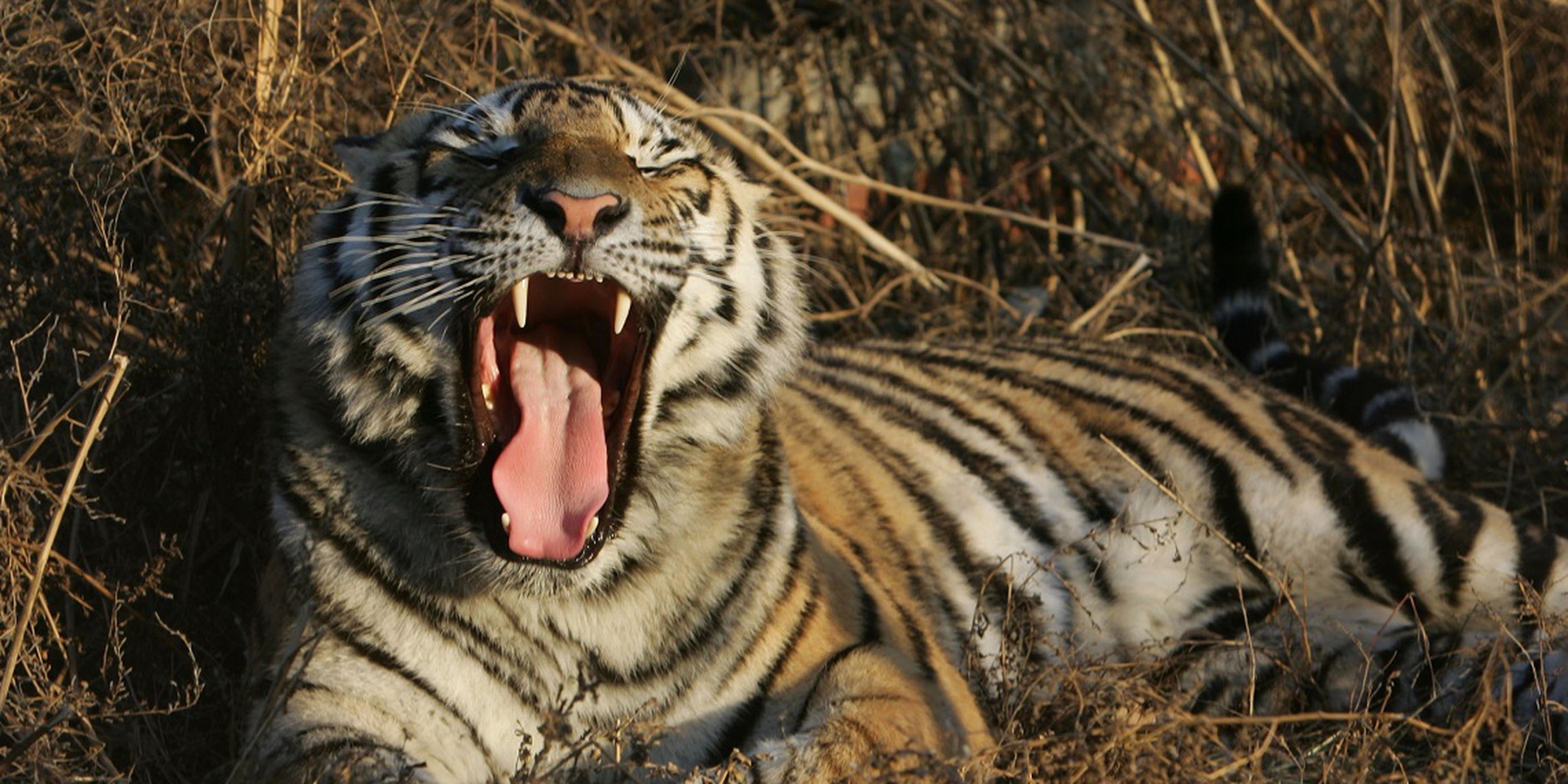 Il ruggito felice delle tigri siberiane, la popolazione è in crescita ...