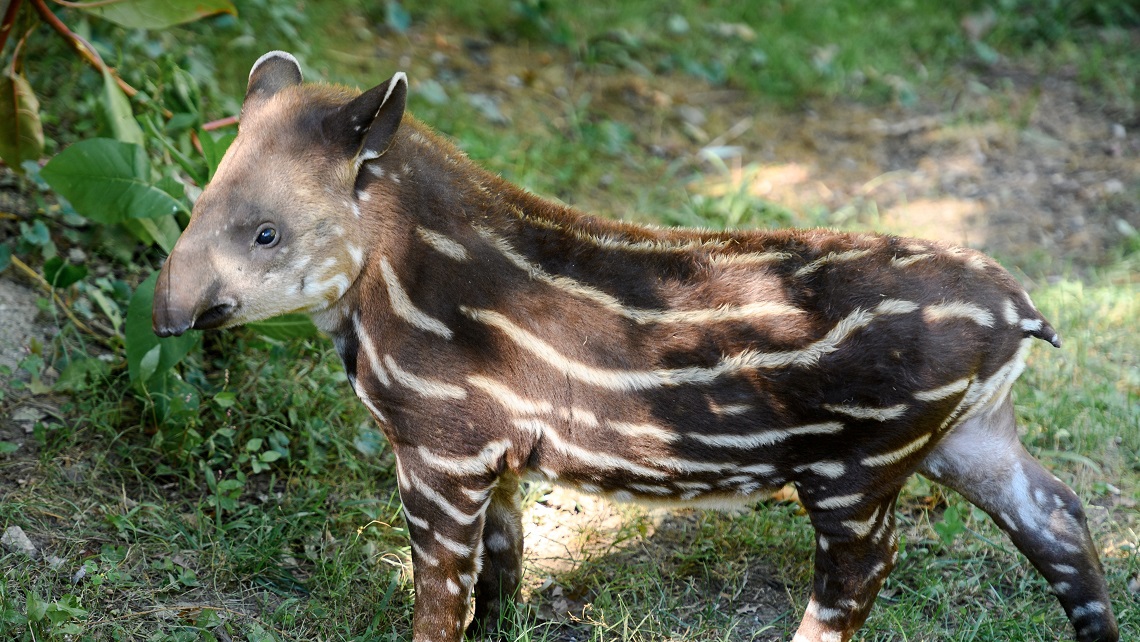Brasile, nella foresta atlantica è nato il primo tapiro da oltre un ...