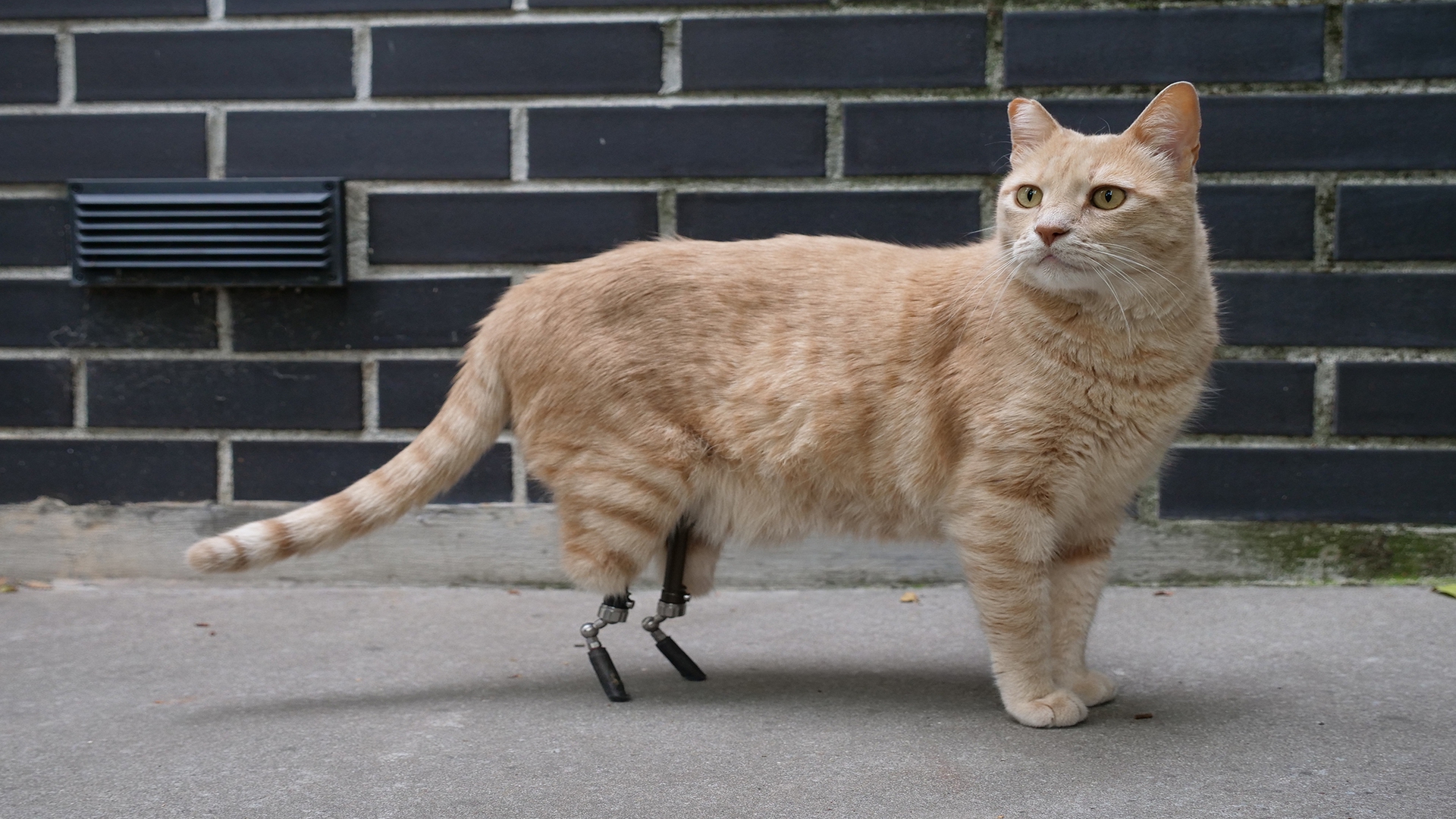 Vito, il gatto bionico. La sua storia raccontata in un libro - LifeGate