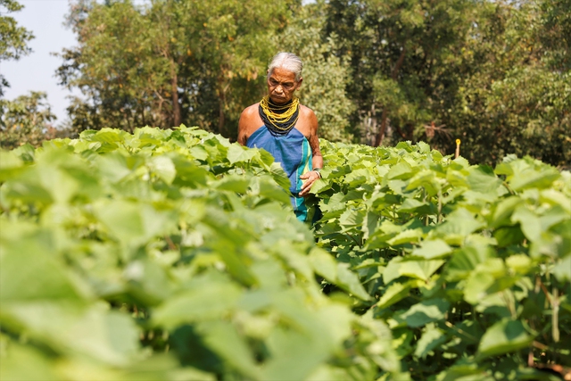 Tulasi Gowda, the barefoot Indian activist who takes care of the forest ...