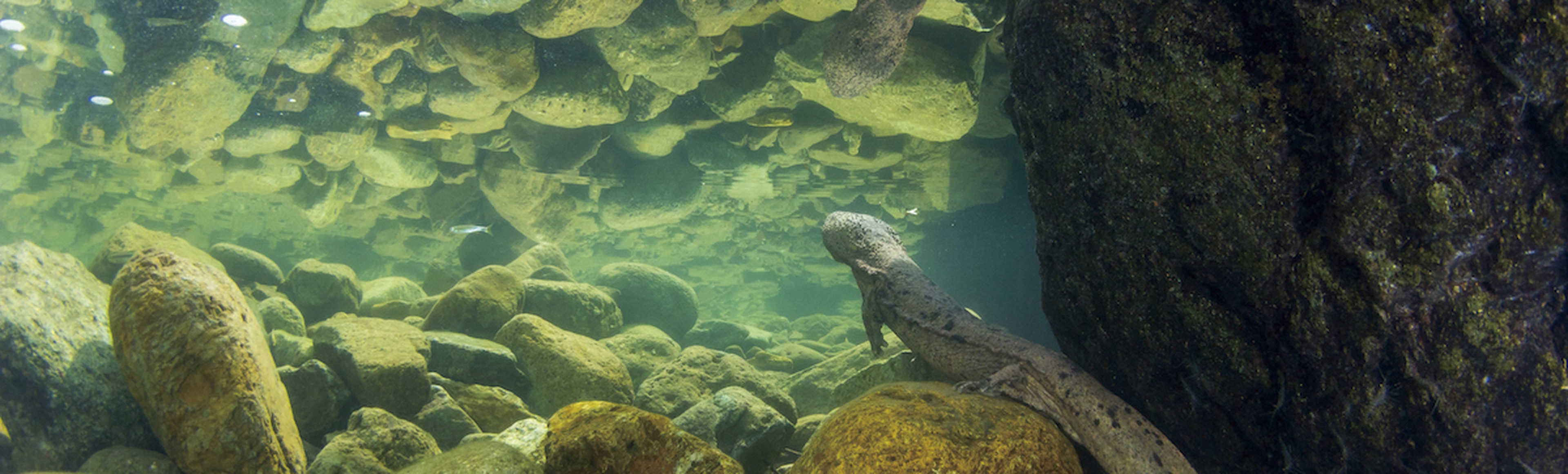 Saving the Japanese giant salamander from concrete - LifeGate