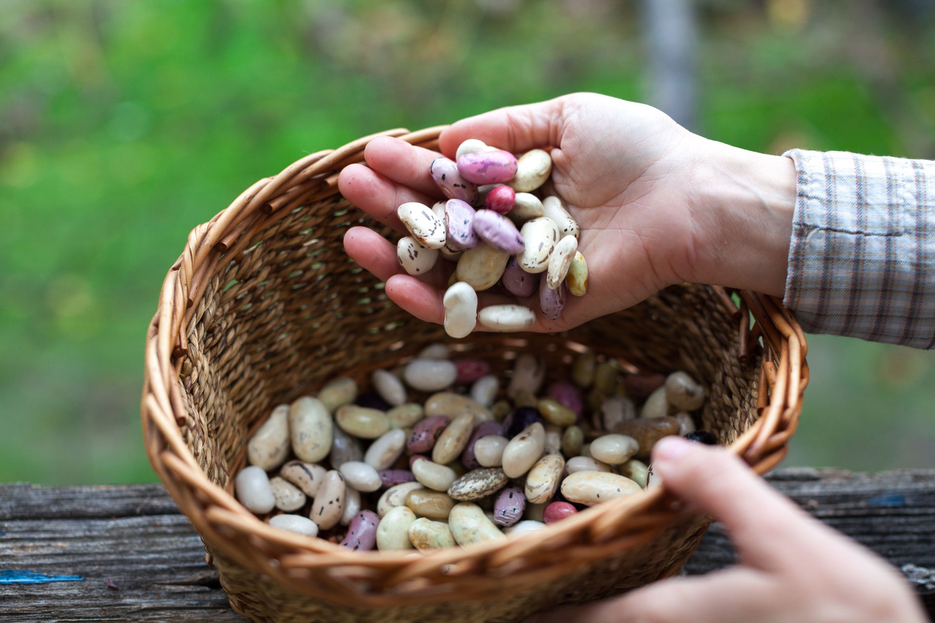 Fagioli: valori nutrizionali, proprietà e utilizzi in cucina - LifeGate