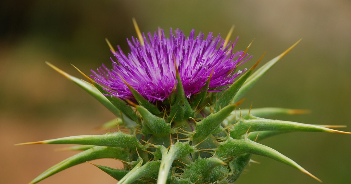 Cardo mariano dopo le feste: proprietà, usi e controindicazioni - LifeGate