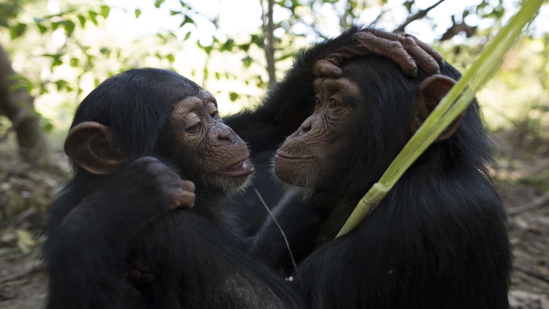 90 anni dalla parte di tutti i primati: tanti auguri Jane Goodall ...