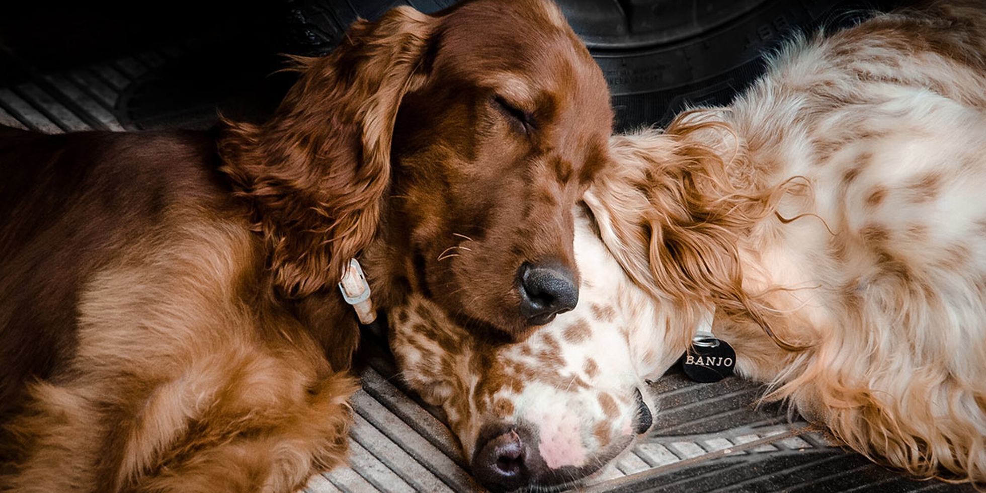 Setter irlandese, l’eleganza fatta cane. Tutte le caratteristiche della ...