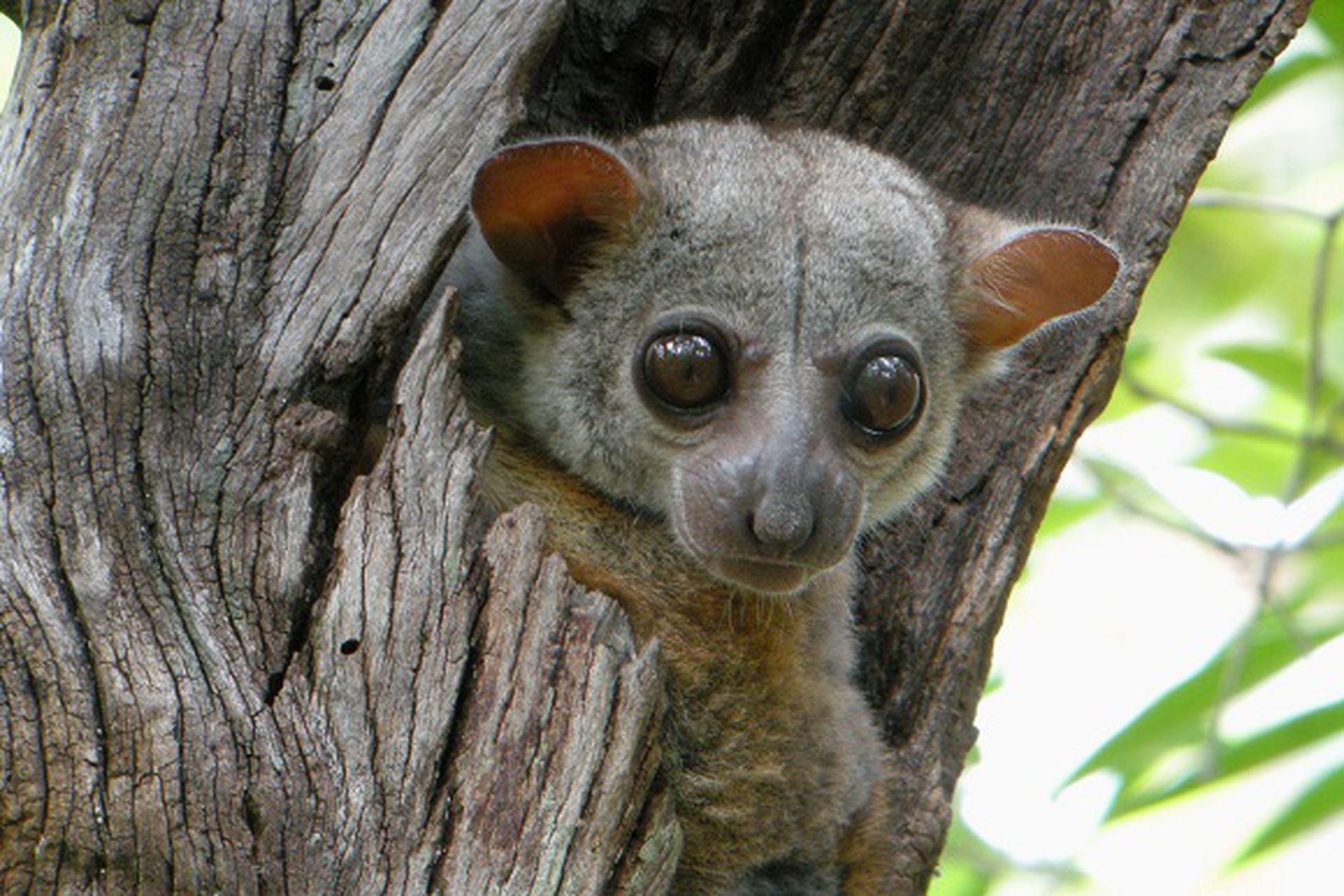 Oltre il 90% dei lemuri rischia l’estinzione - LifeGate