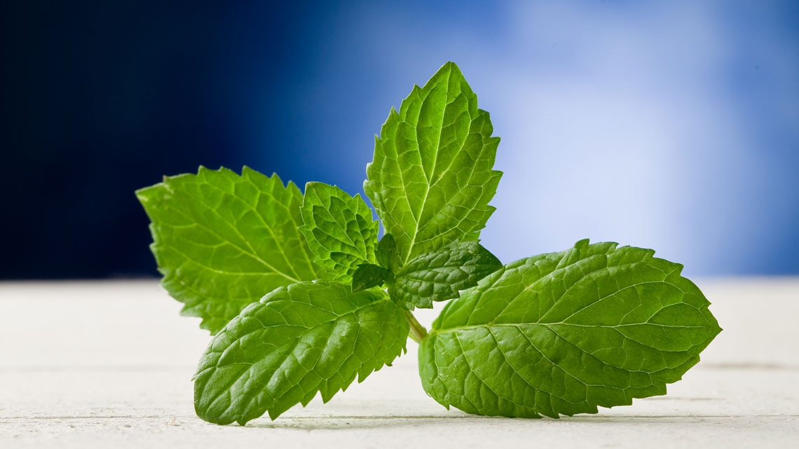 Menta e menta piperita: proprietà terapeutiche e uso in cucina - LifeGate
