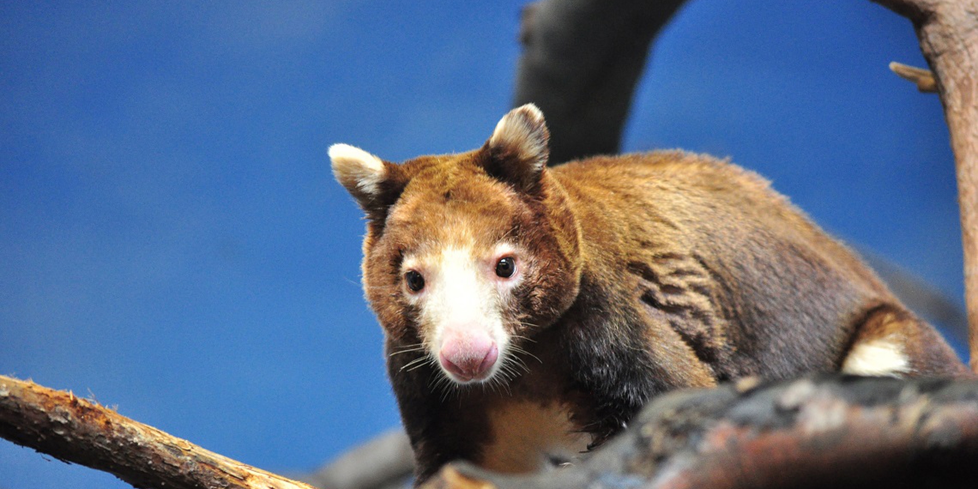 5 animals that choose to live on trees - LifeGate