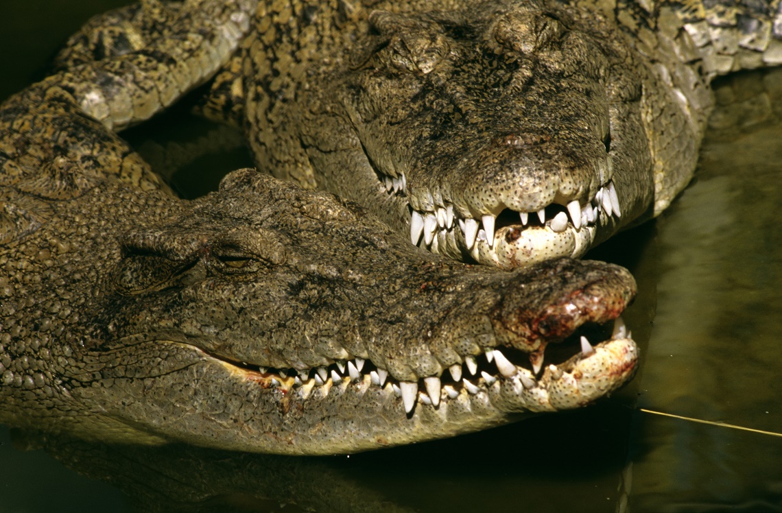 La riscossa dei coccodrilli australiani - LifeGate