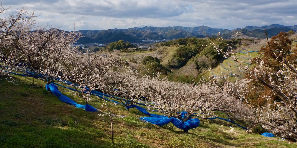 Ume, Japan's favourite pickle, is the fruit of 400 years of sustainable ...