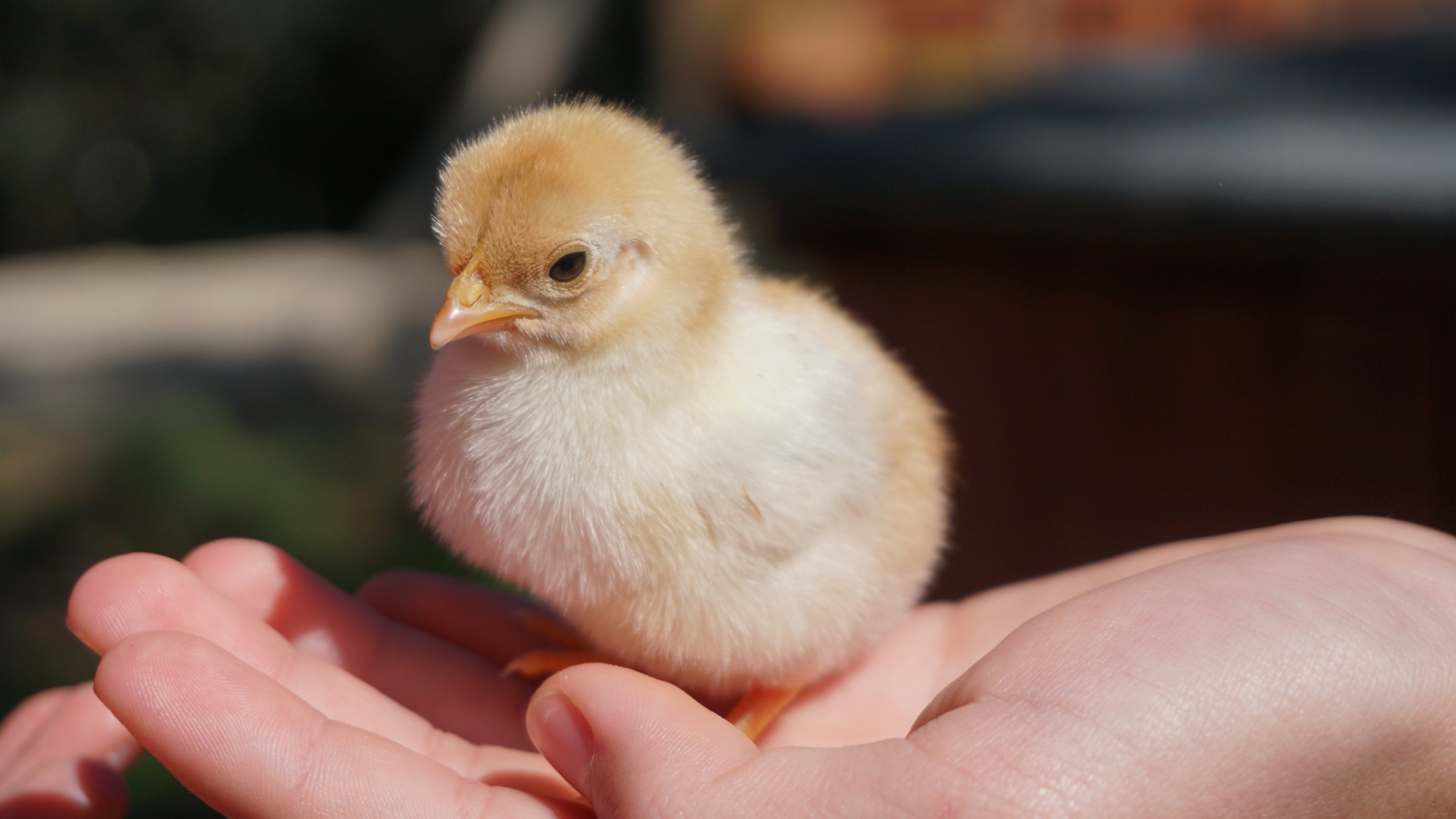 La campagna per fermare la strage di pulcini e anatroccoli in Europa