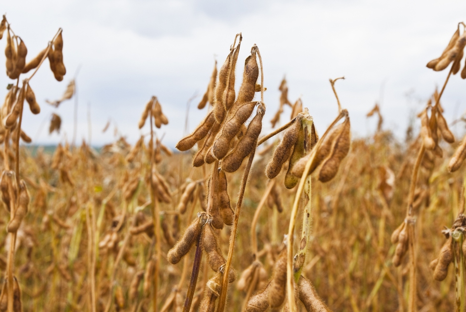 Amazzonia, in Brasile la battaglia sulla coltivazione di soia - LifeGate