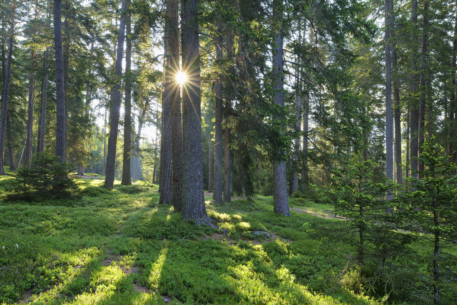 Perché abbiamo bisogno di foreste sane per persone sane - LifeGate