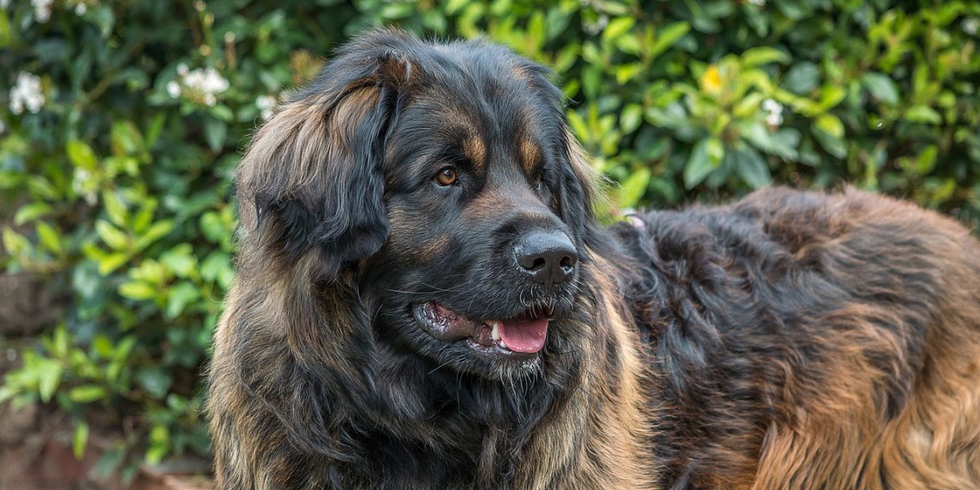 Leonberger, origini, caratteristiche e temperamento del gigante che ...