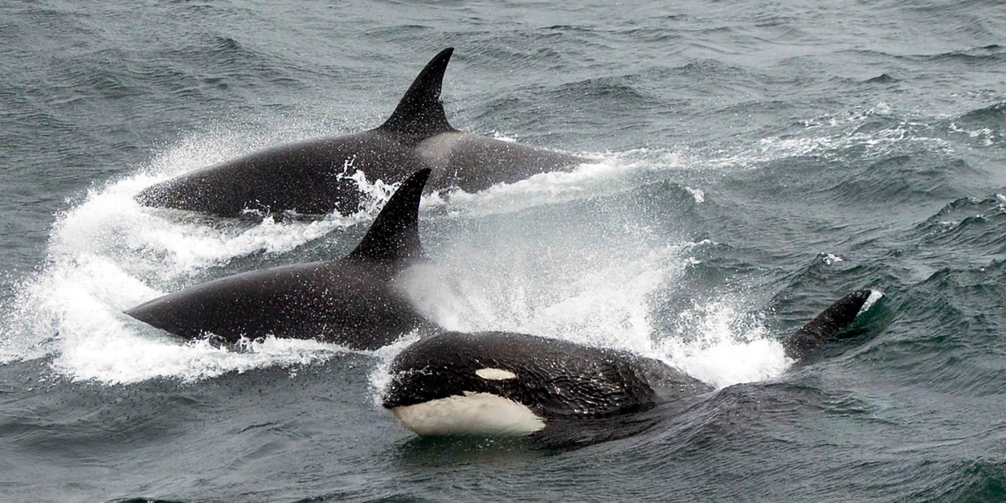 Osservate per la prima volta le misteriose orche di tipo D - LifeGate