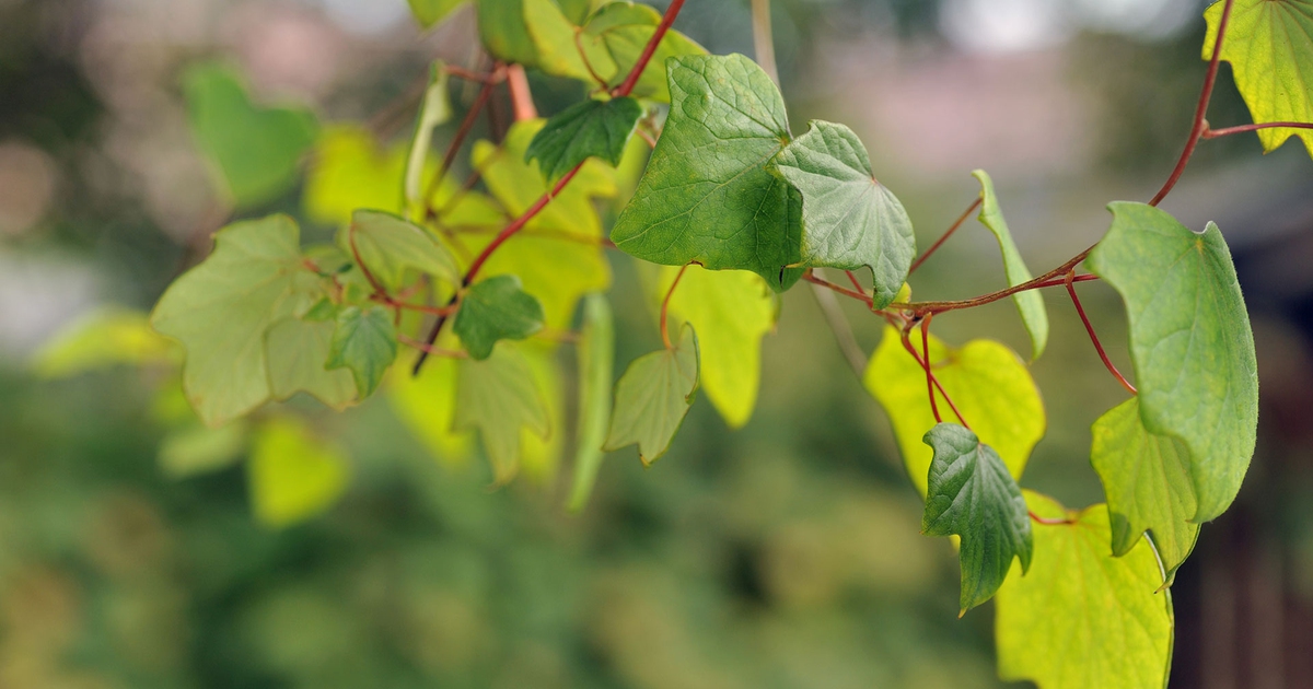 Il platano di Curinga è in finale per diventare l'albero europeo dell ...