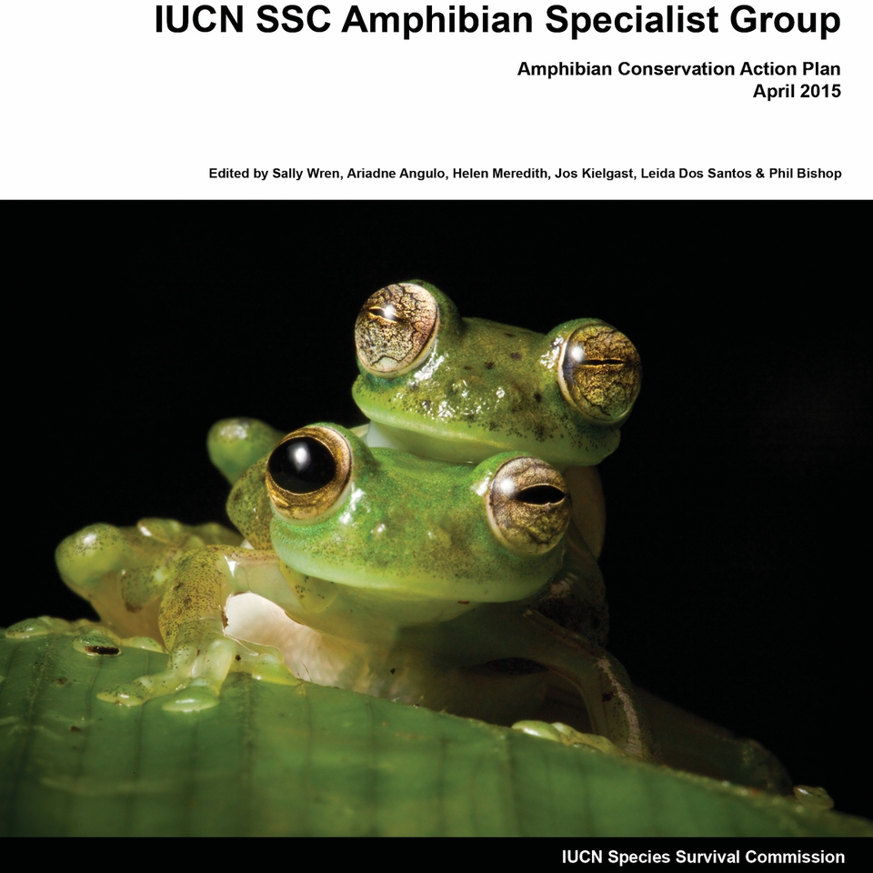 Saving the Japanese giant salamander from concrete - LifeGate