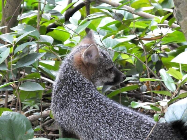 Animali con la U: curiosità e conservazione delle specie - LifeGate