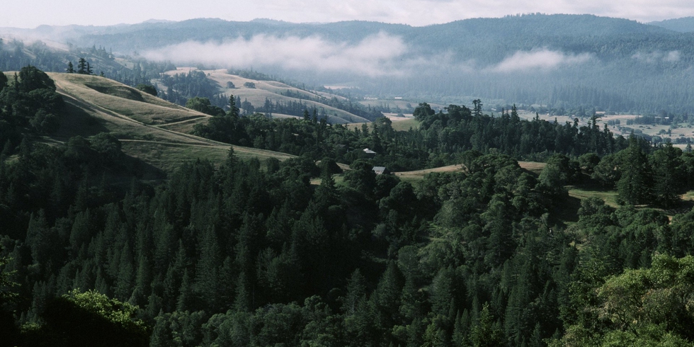 Una preziosa foresta della California torna nelle mani dei popoli ...