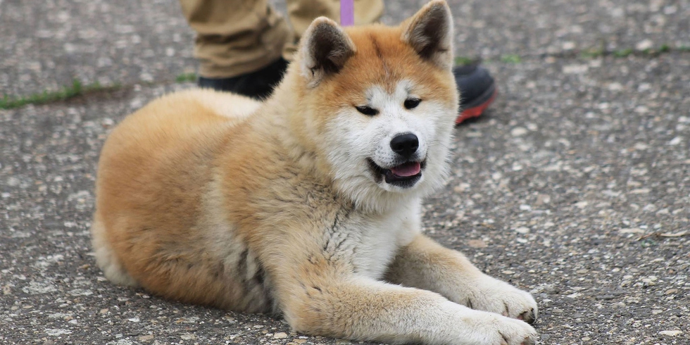 Akita inu, il cane dei samurai che arriva dal Giappone - LifeGate