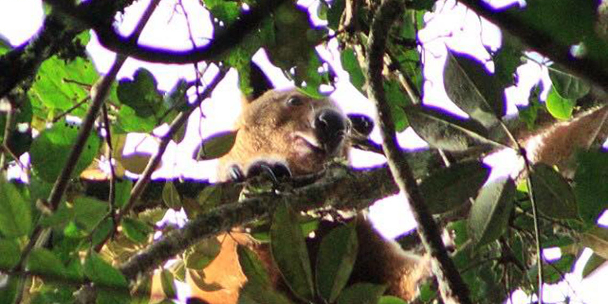 Indonesia, fotografato un canguro arboricolo che si credeva estinto da 90 anni - LifeGate