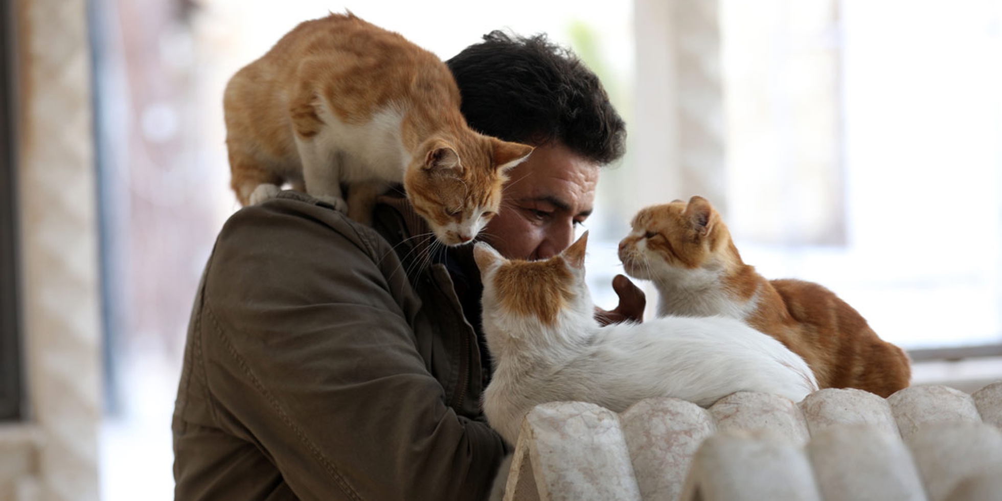 Siria, chi è l'uomo che accudisce i gatti di Aleppo - LifeGate