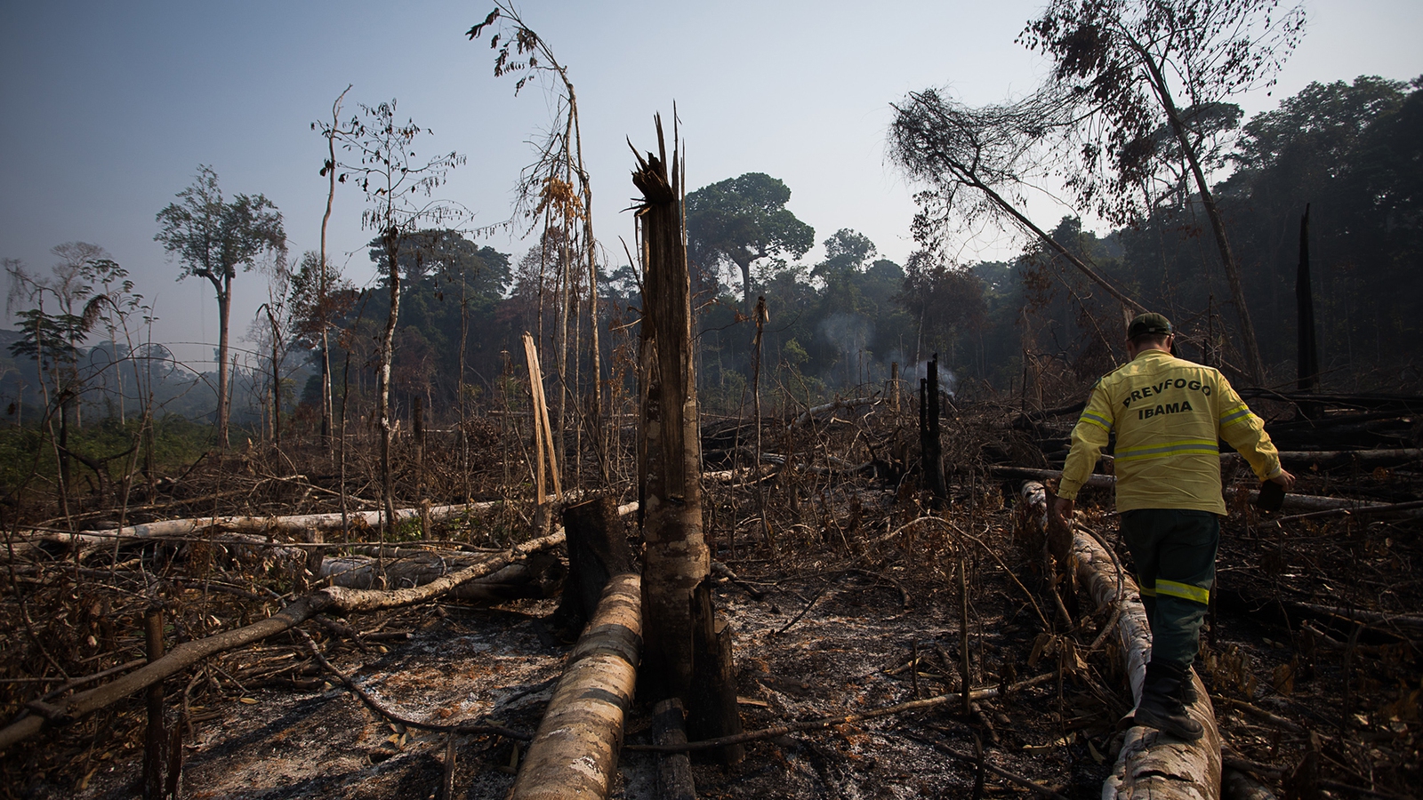 Nel 2021 la foresta tropicale primaria è stata distrutta al ritmo di 10 ...