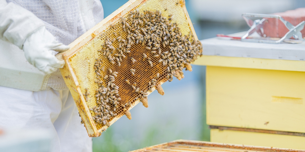 Miele: crollo della produzione italiana fino all'80 per cento. E quello ...