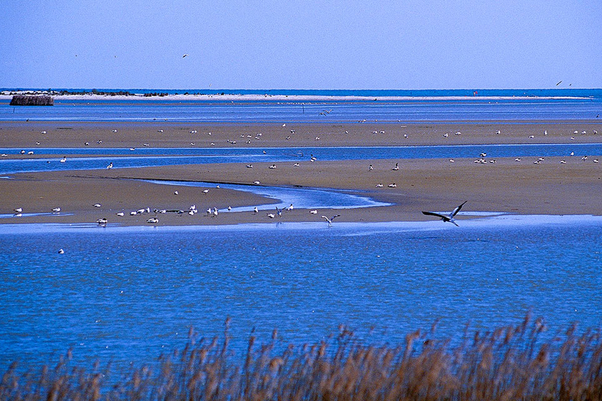 Perché il delta del Po deve diventare parco nazionale - LifeGate