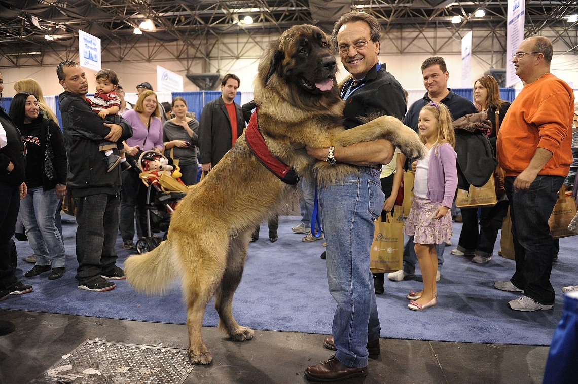 Leonberger, origini, caratteristiche e temperamento del gigante che ...